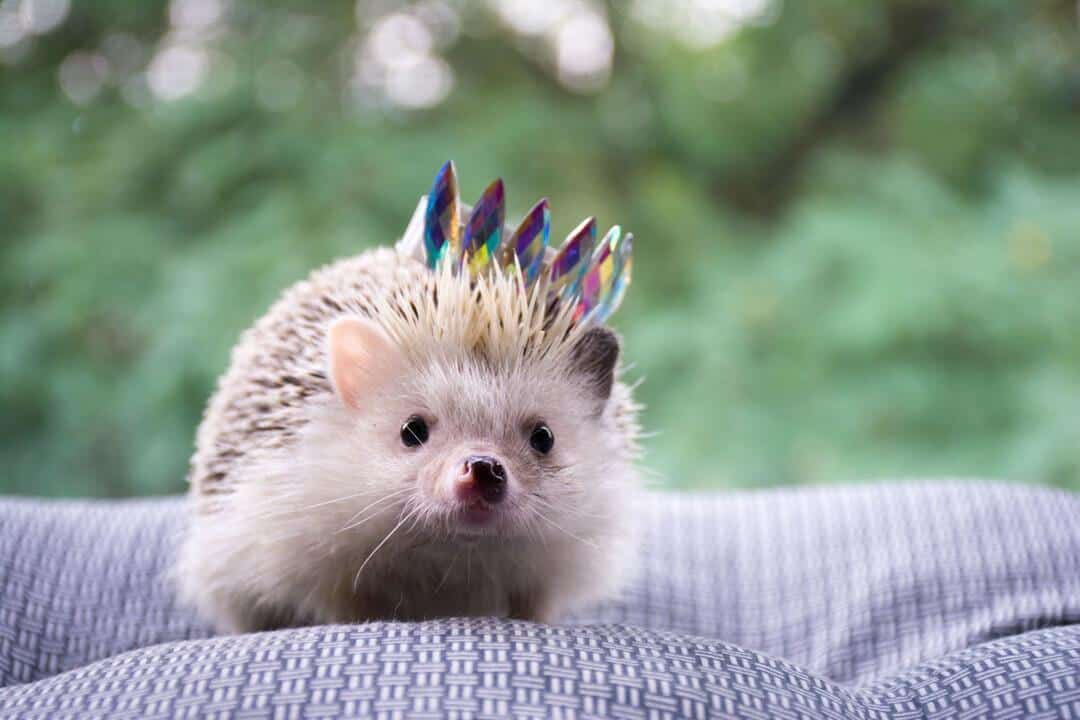 Expert Tips and Tricks: How to Care for Your Cool Exotic Pets